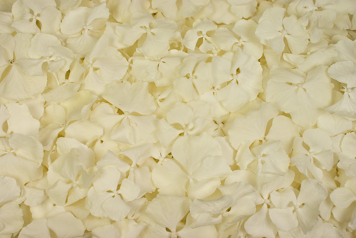 Hortensiablaadjes - Wit – Sweet Colours