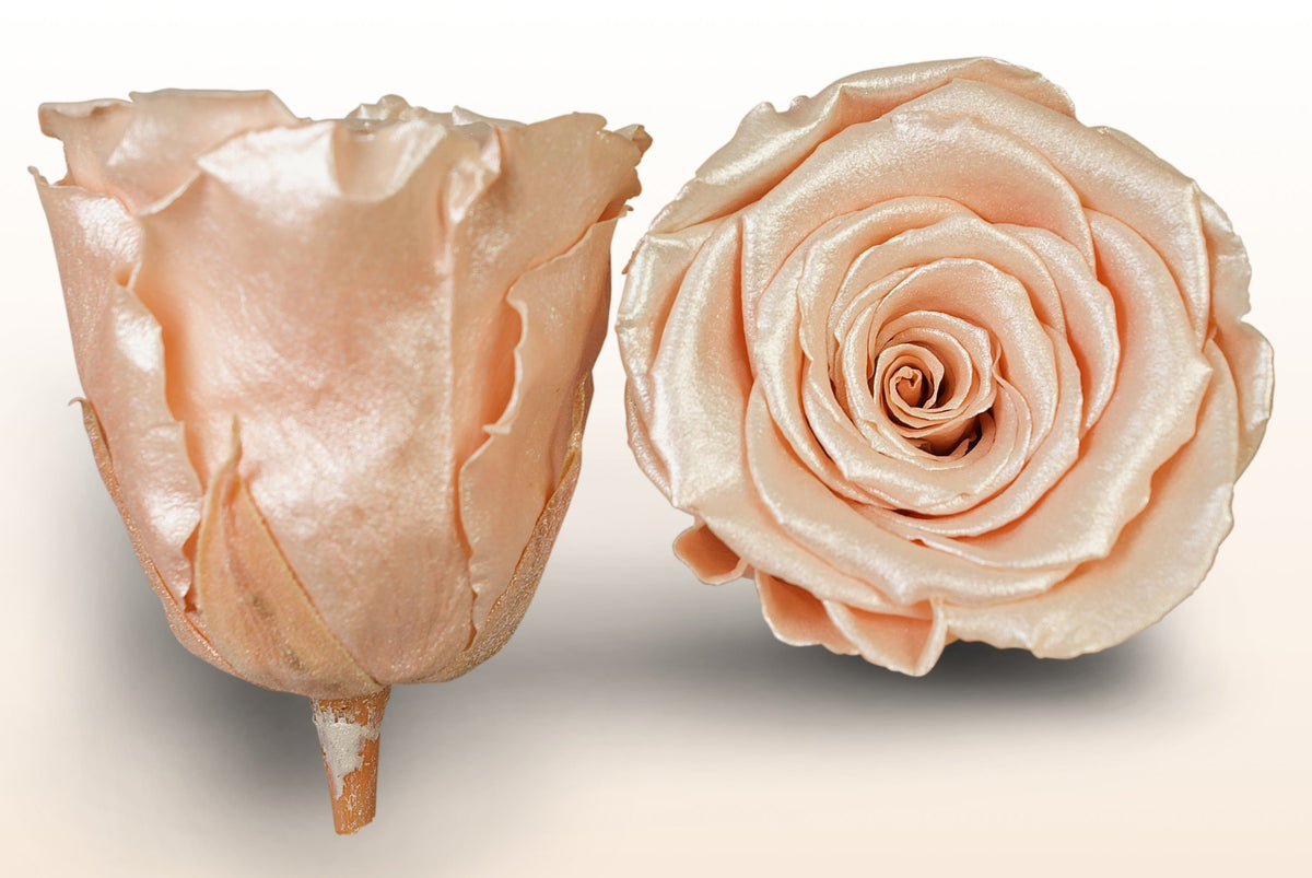 Geconserveerde rozen - Satin perzik – Sweet Colours